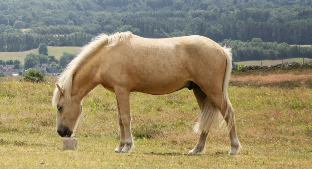 What science says about equine salt preferences - Equus Magazine